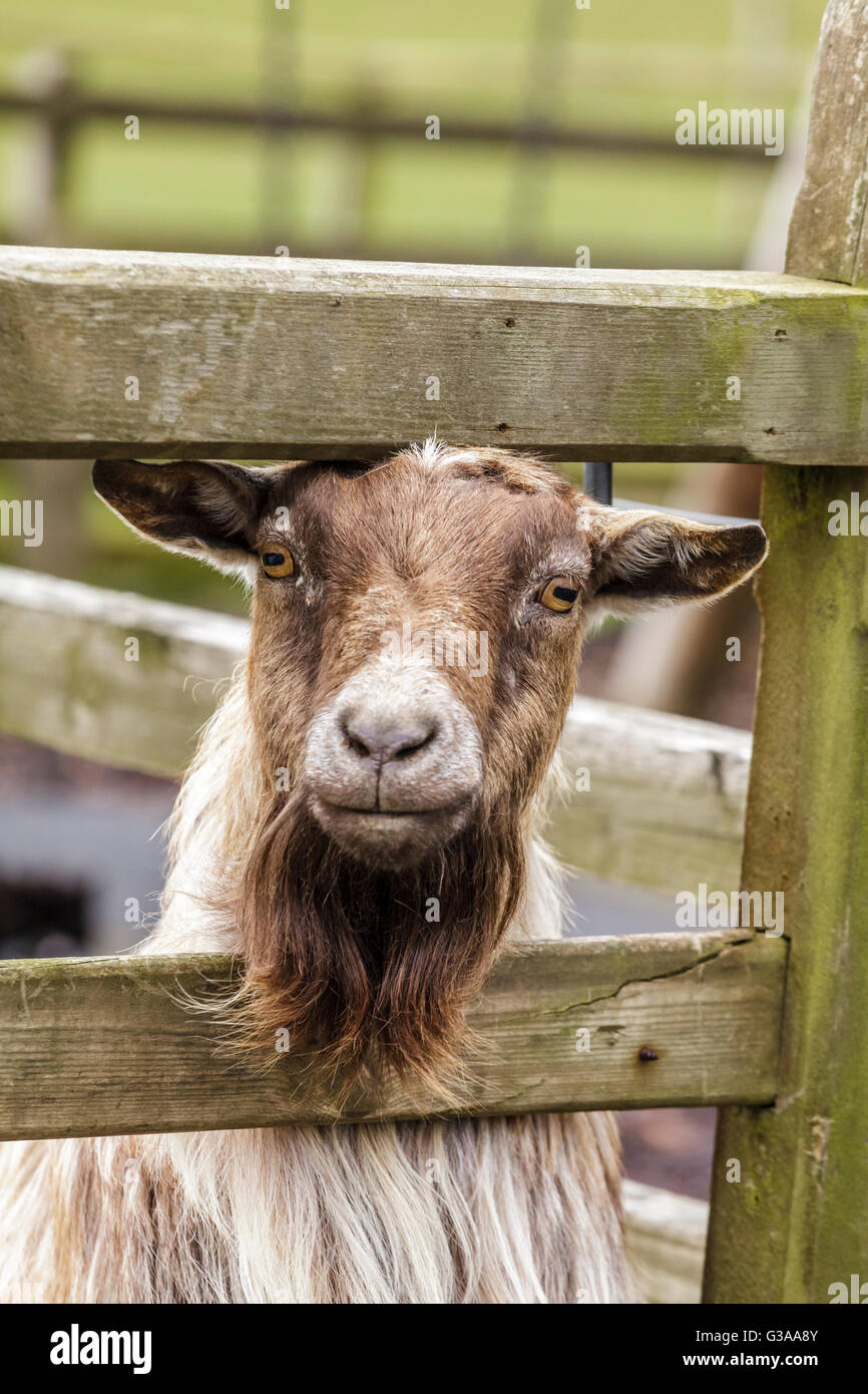 Goat farm animal hi-res stock photography and images - Alamy