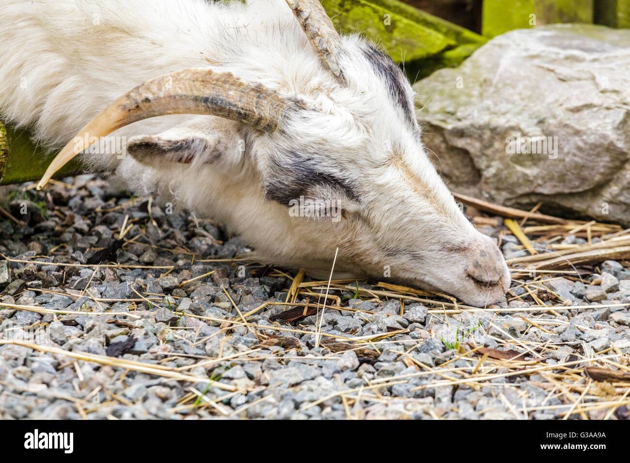 Goat eating hi-res stock photography and images - Alamy