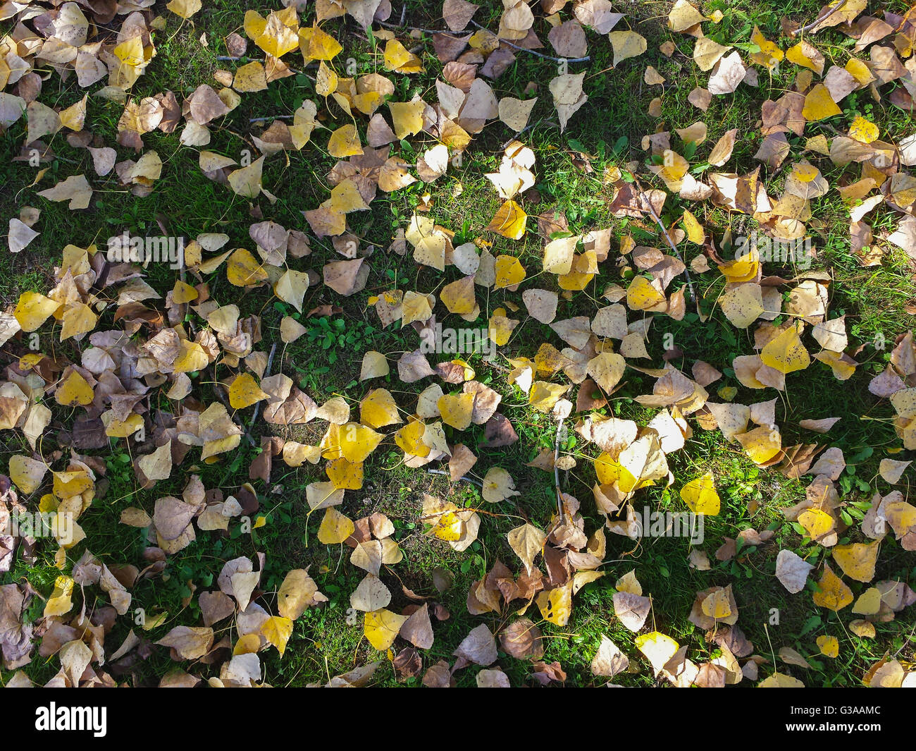 Background with ground covered in autumn leaves Stock Photo - Alamy