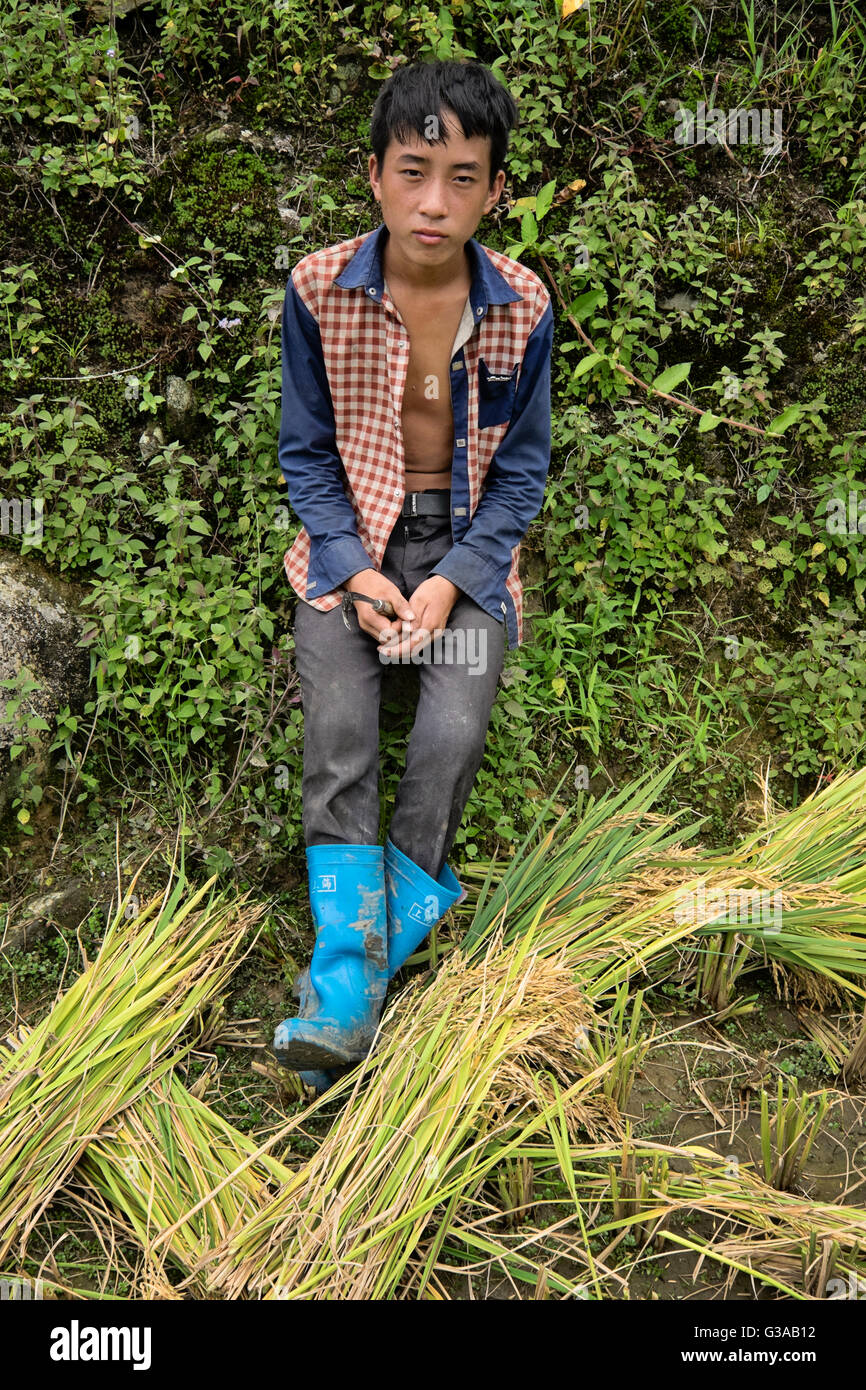 A young Hmong boy at the harvesting of rice in the village of Ta Phin ...
