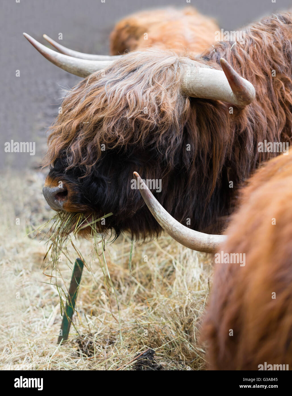 Bull eating hay hi-res stock photography and images - Alamy