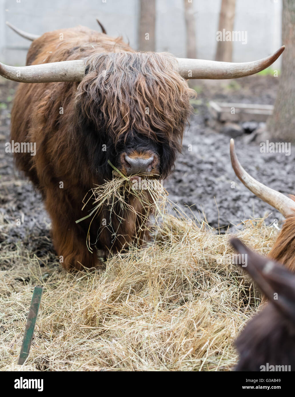 Bull eating hay hi-res stock photography and images - Alamy
