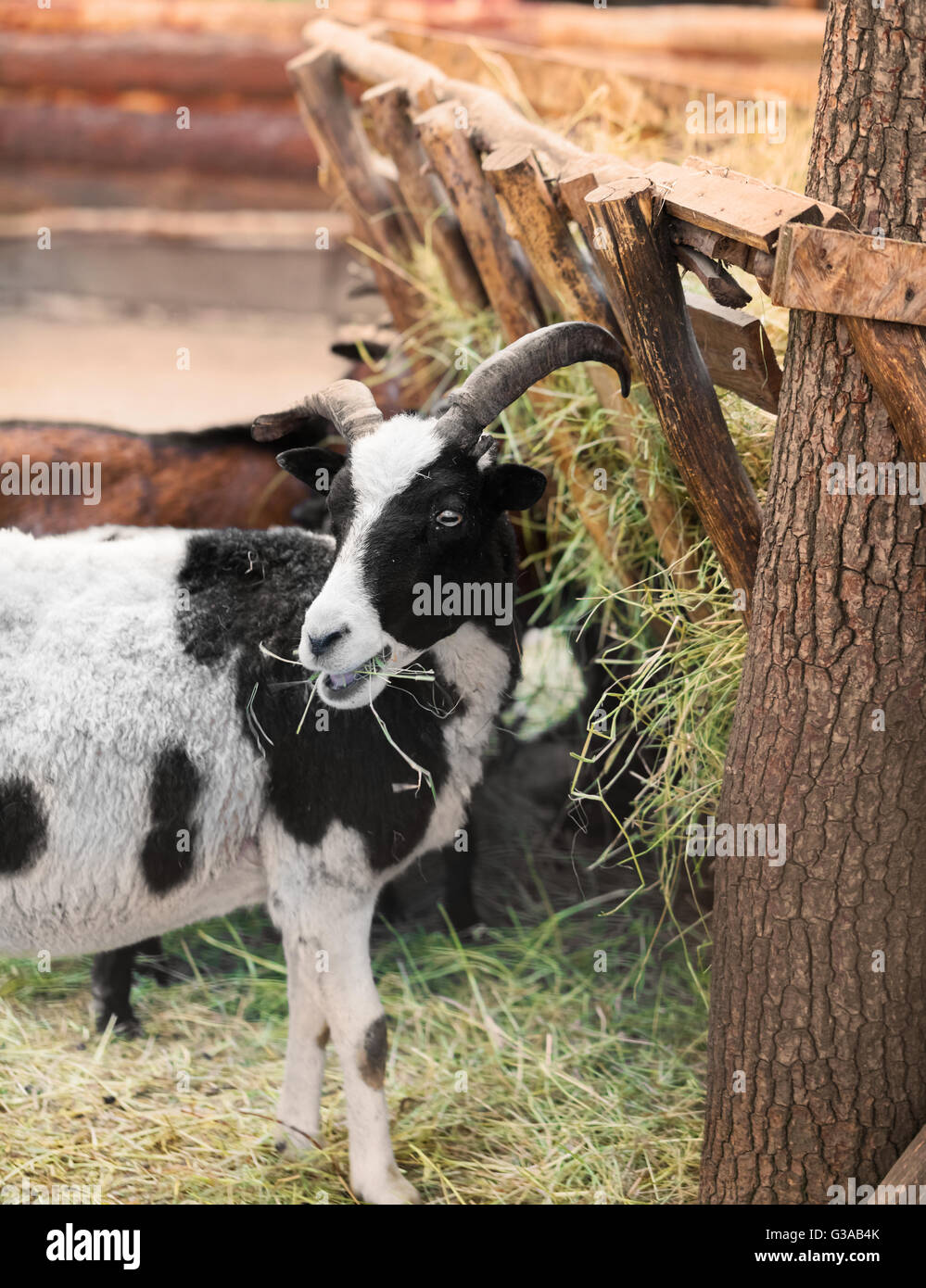Big goat hi-res stock photography and images - Alamy