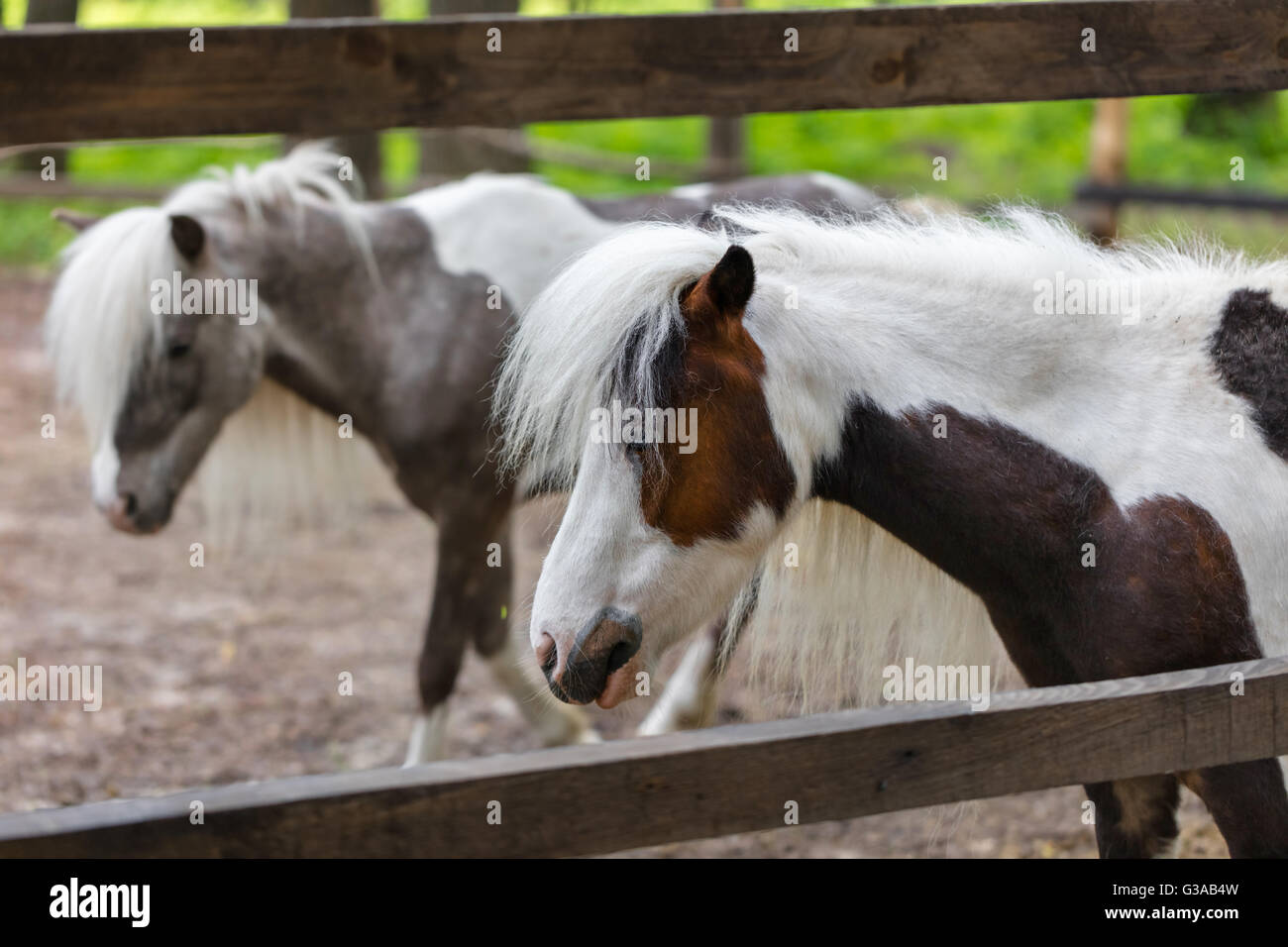 thoroughbred ponies in the paddock on a farm Stock Photo - Alamy