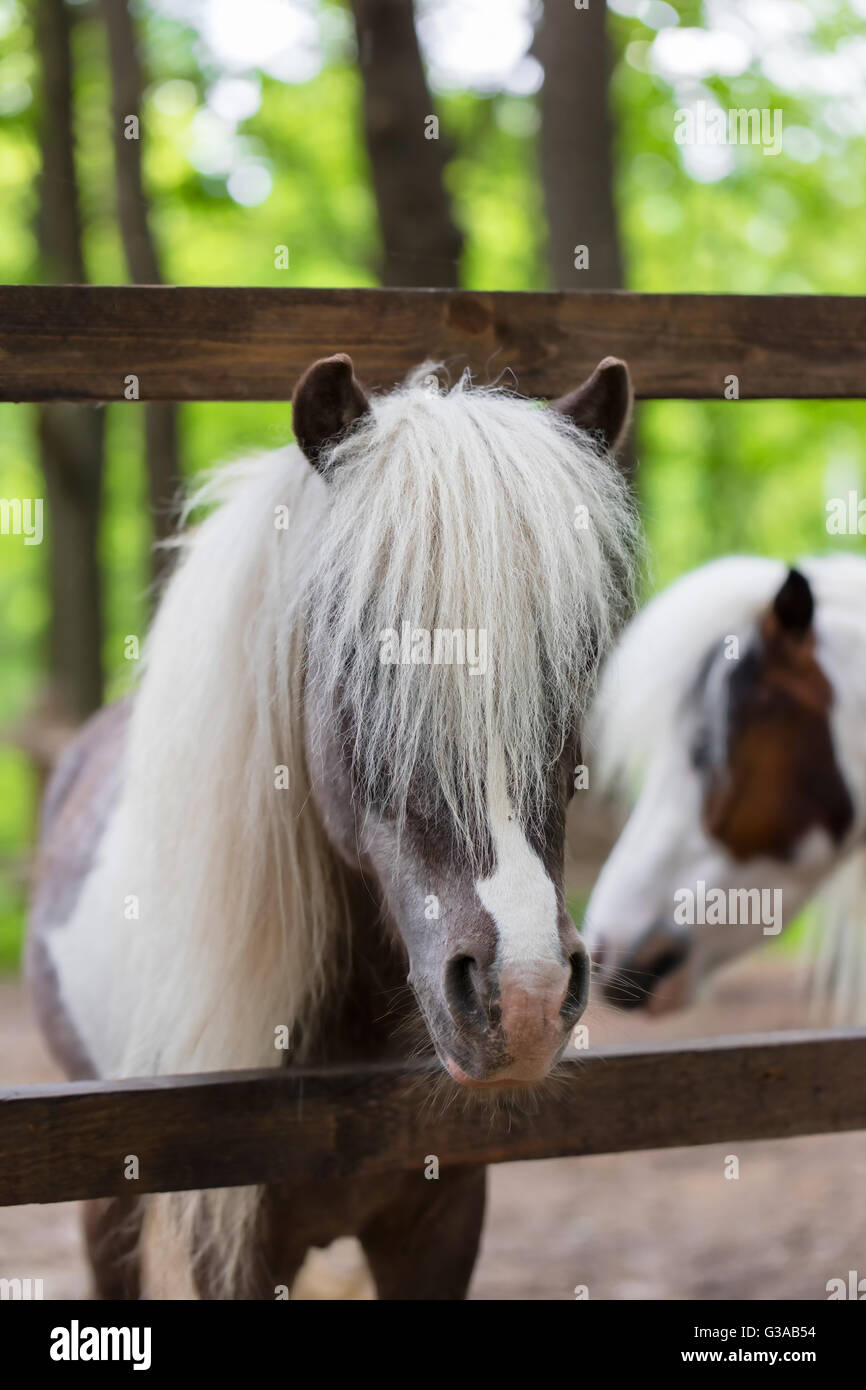 Stallion shetland pony hi-res stock photography and images - Alamy