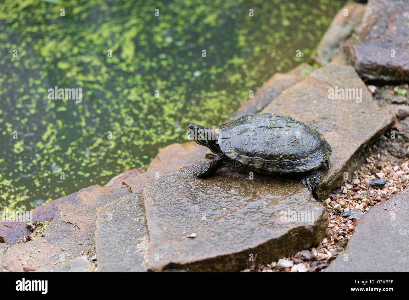 one freshwater turtles on a rock in pond Stock Photo - Alamy
