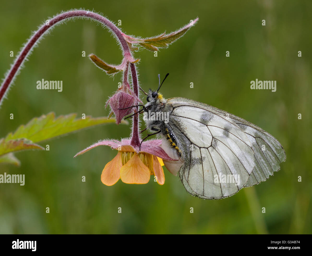 Clouded apollo parnassius mnemosyne female hi-res stock photography and ...