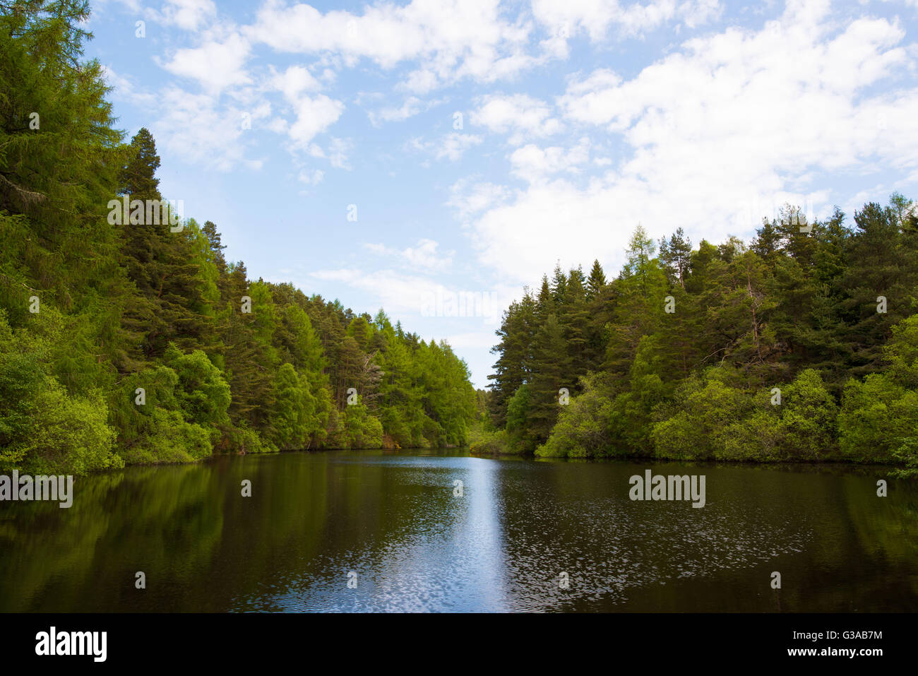 Loch view lined with tall trees Stock Photo - Alamy