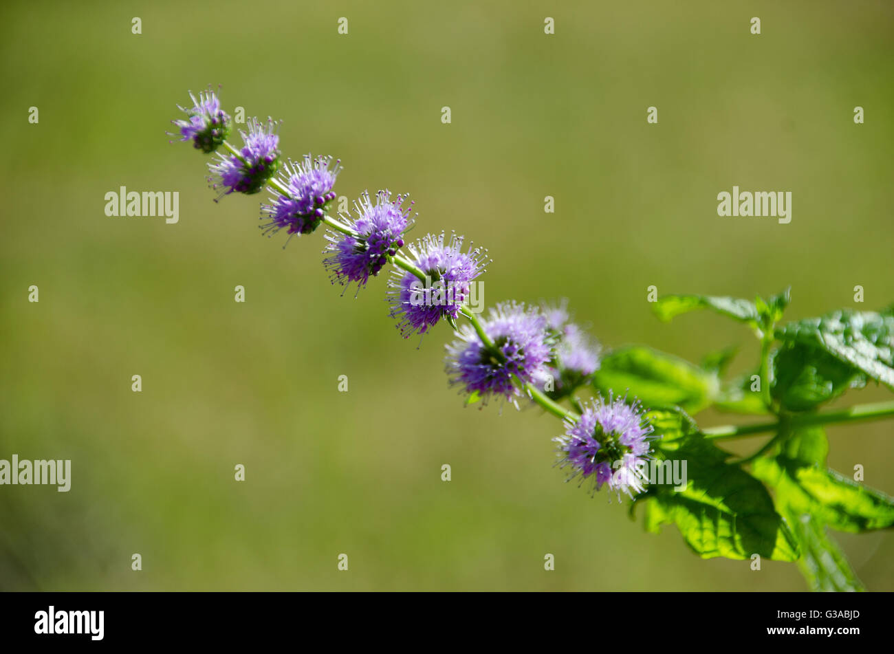 Flowering mint plant, mint leaves in garden Stock Photo - Alamy