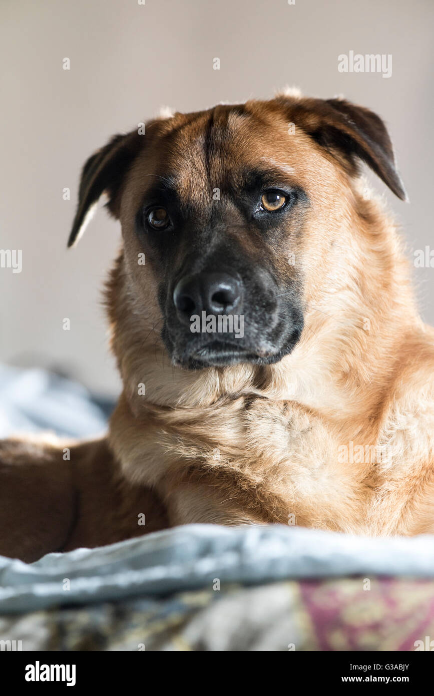 Dog close up hi-res stock photography and images - Alamy