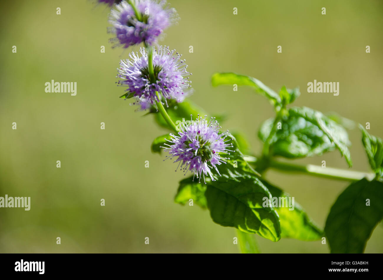 Flowering mint plant, mint leaves in garden Stock Photo - Alamy