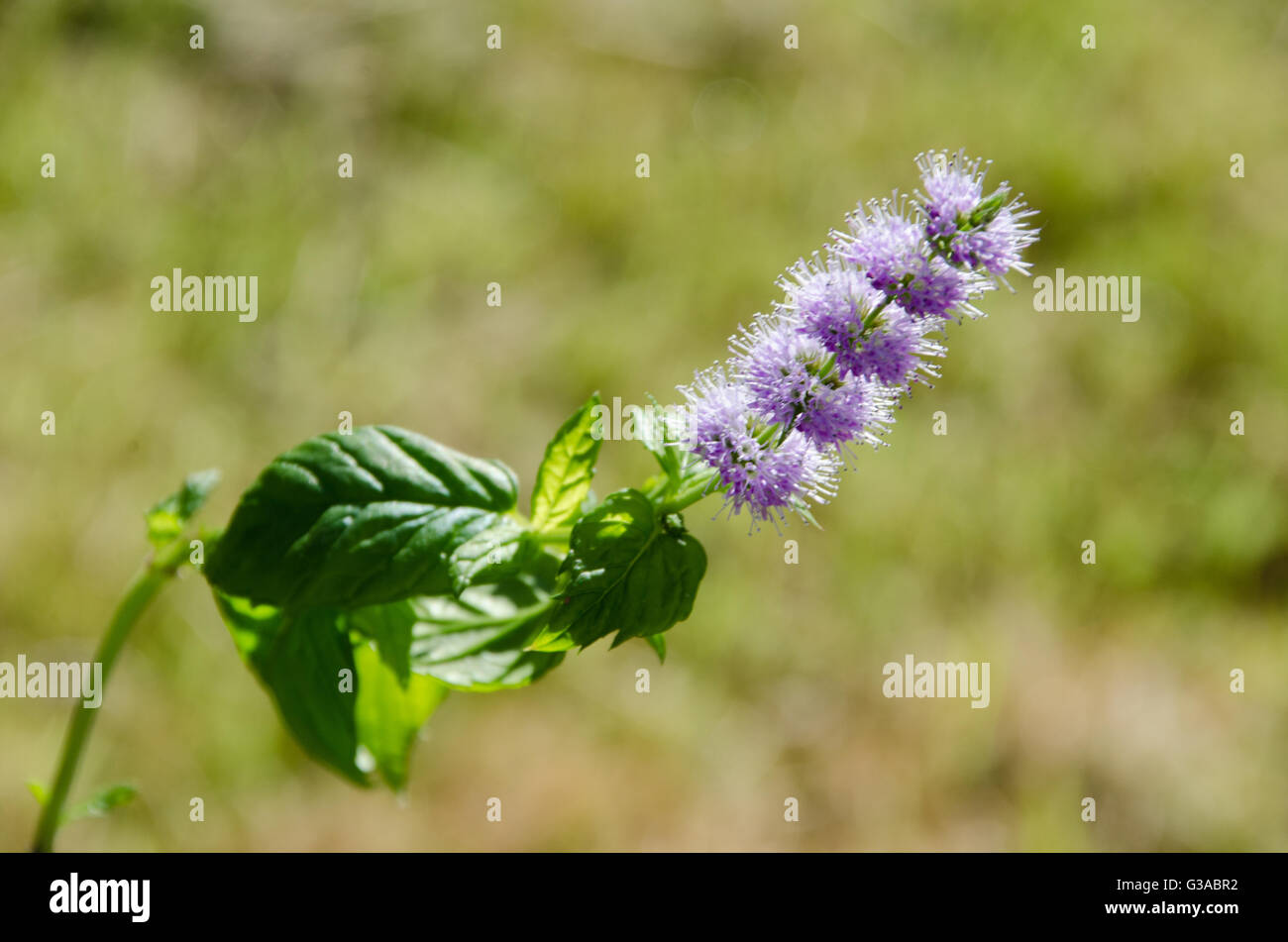 Flowering mint plant, mint leaves in garden Stock Photo - Alamy