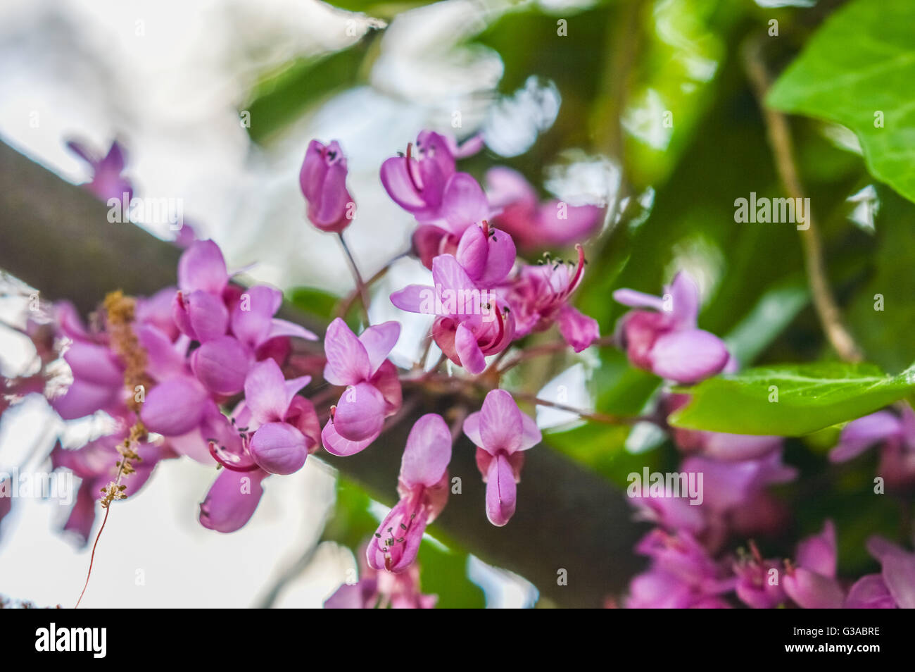 Redbud Tree branch with flowers Stock Photo - Alamy