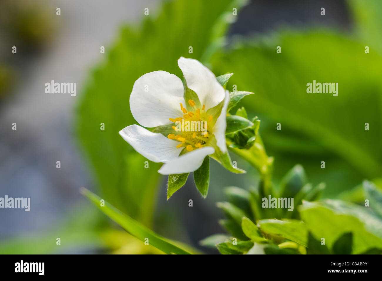 Strawberry pollination hi-res stock photography and images - Alamy