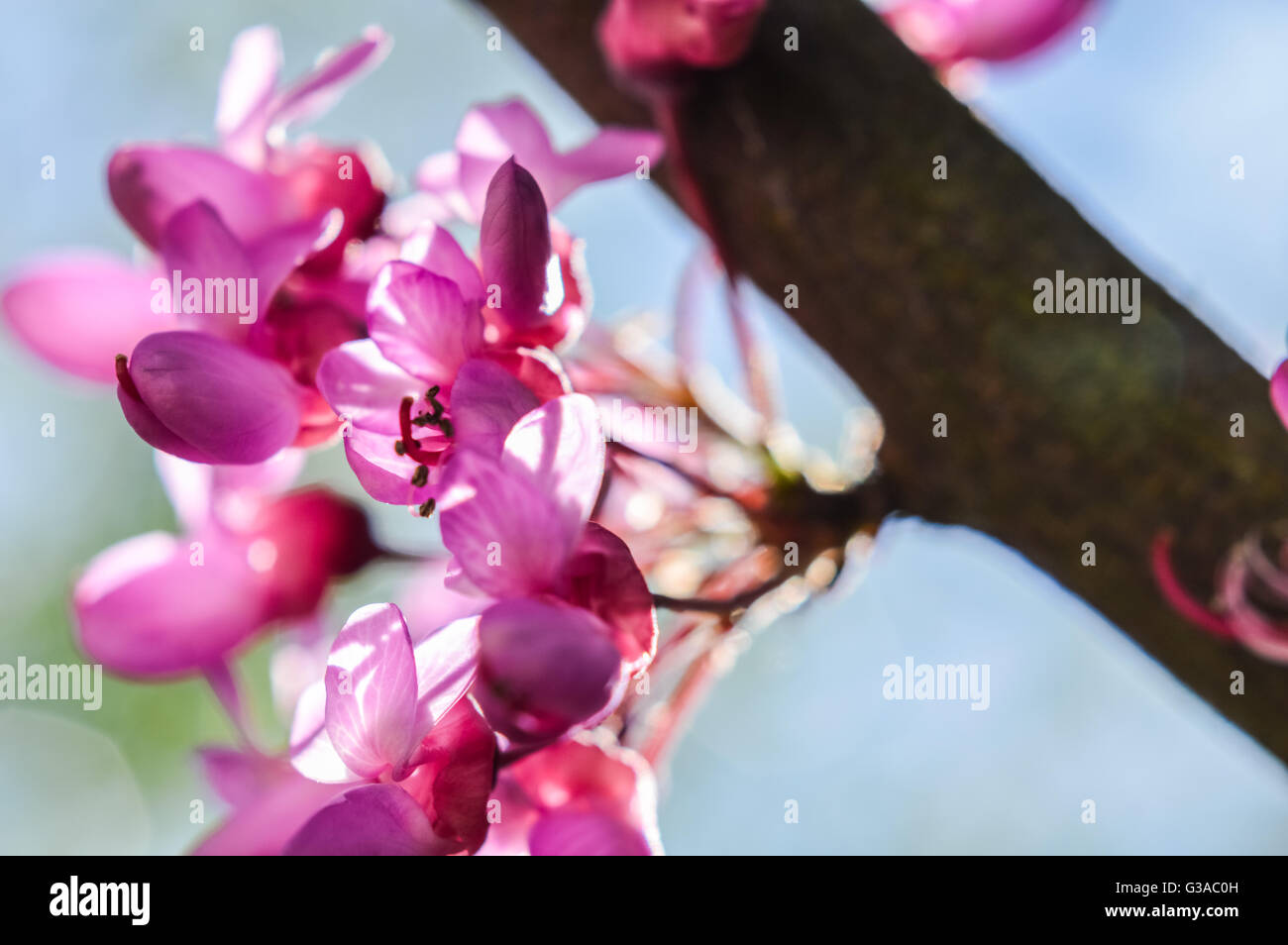 Redbud Tree branch with flowers back lit close up Stock Photo - Alamy