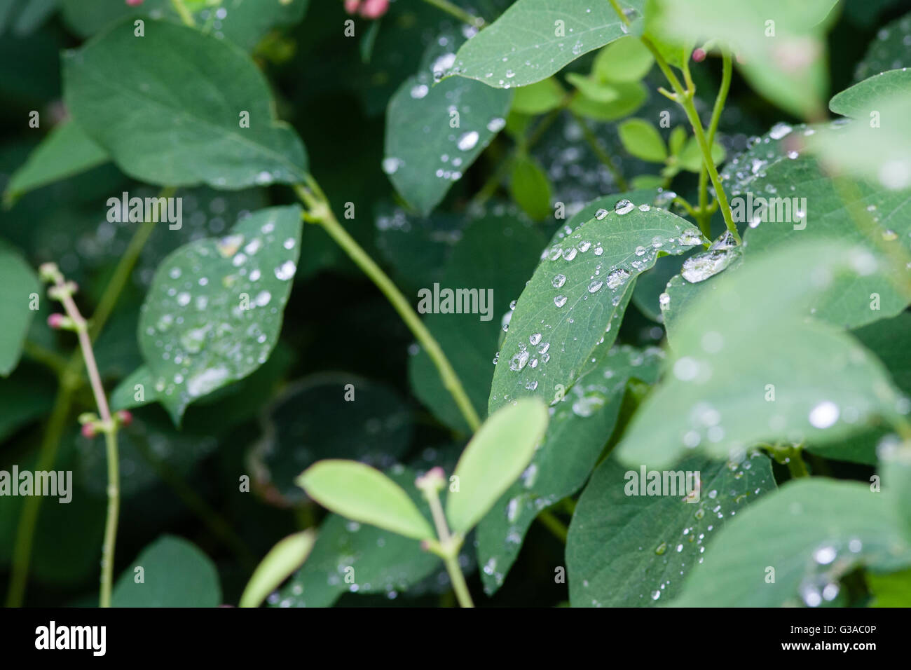 Water droplets falling off leaf, close up macro image Stock Photo - Alamy