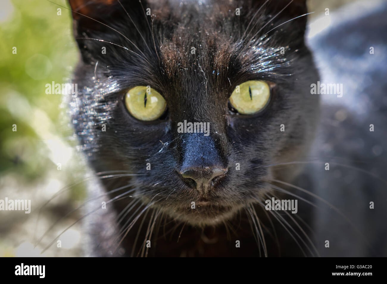 dusty black cat Stock Photo - Alamy