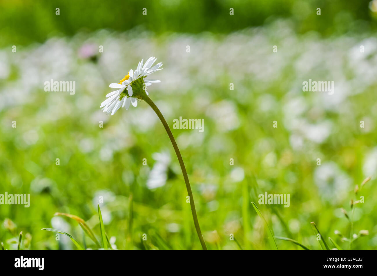profile daisy in a meadow Stock Photo - Alamy