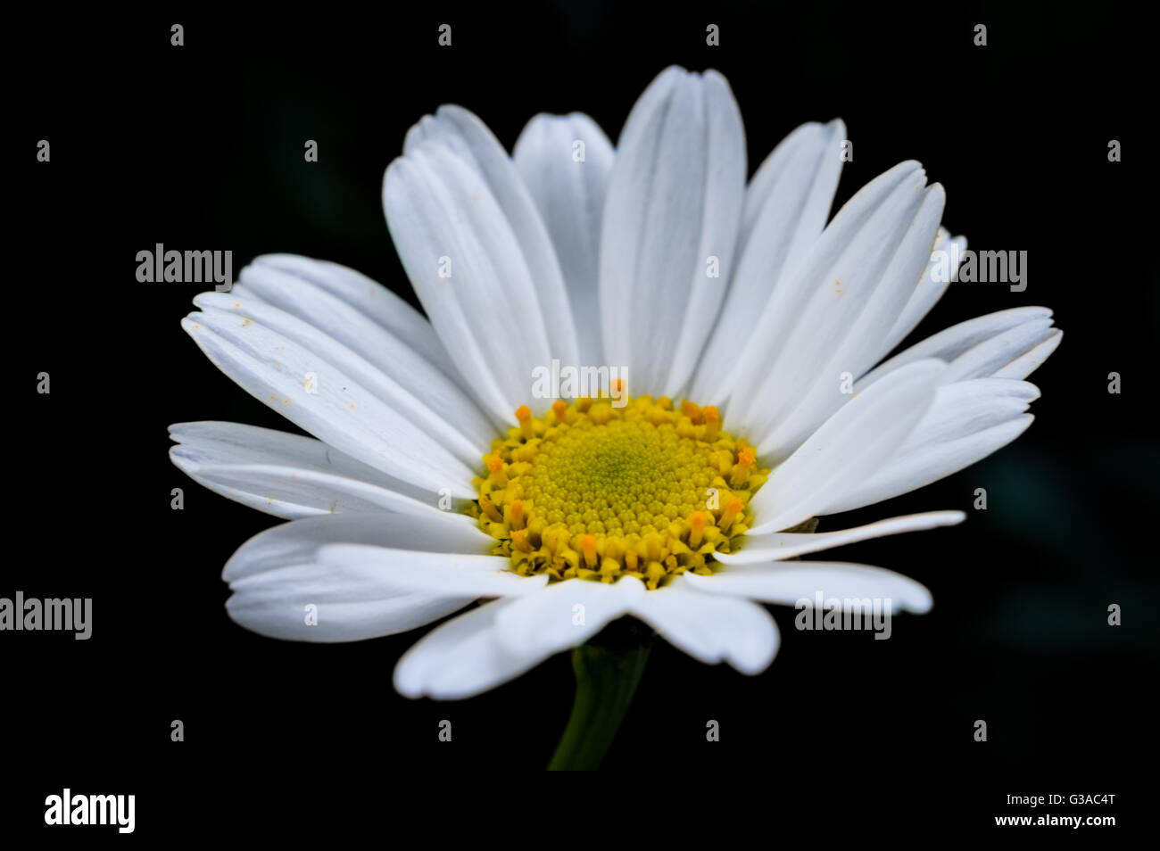 beautiful daisy macro view isolated on black background Stock Photo - Alamy