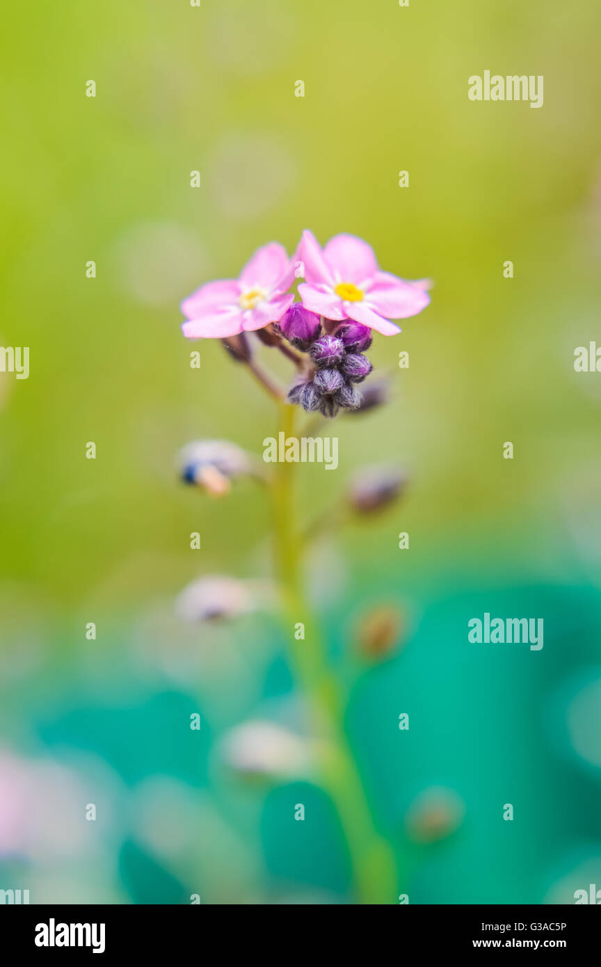 pink forget-me-not macro with soft background Stock Photo - Alamy