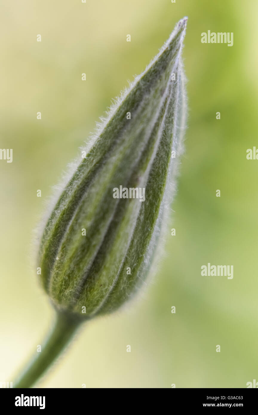 macro view of a clematis bud Stock Photo - Alamy
