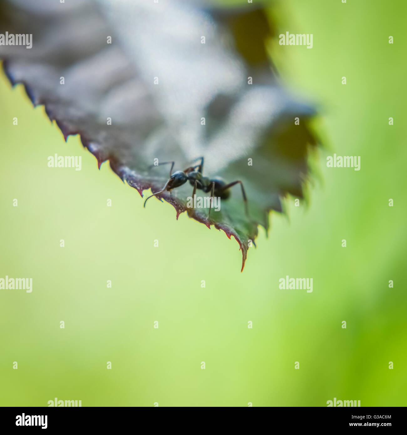Ant efficiency hi-res stock photography and images - Alamy