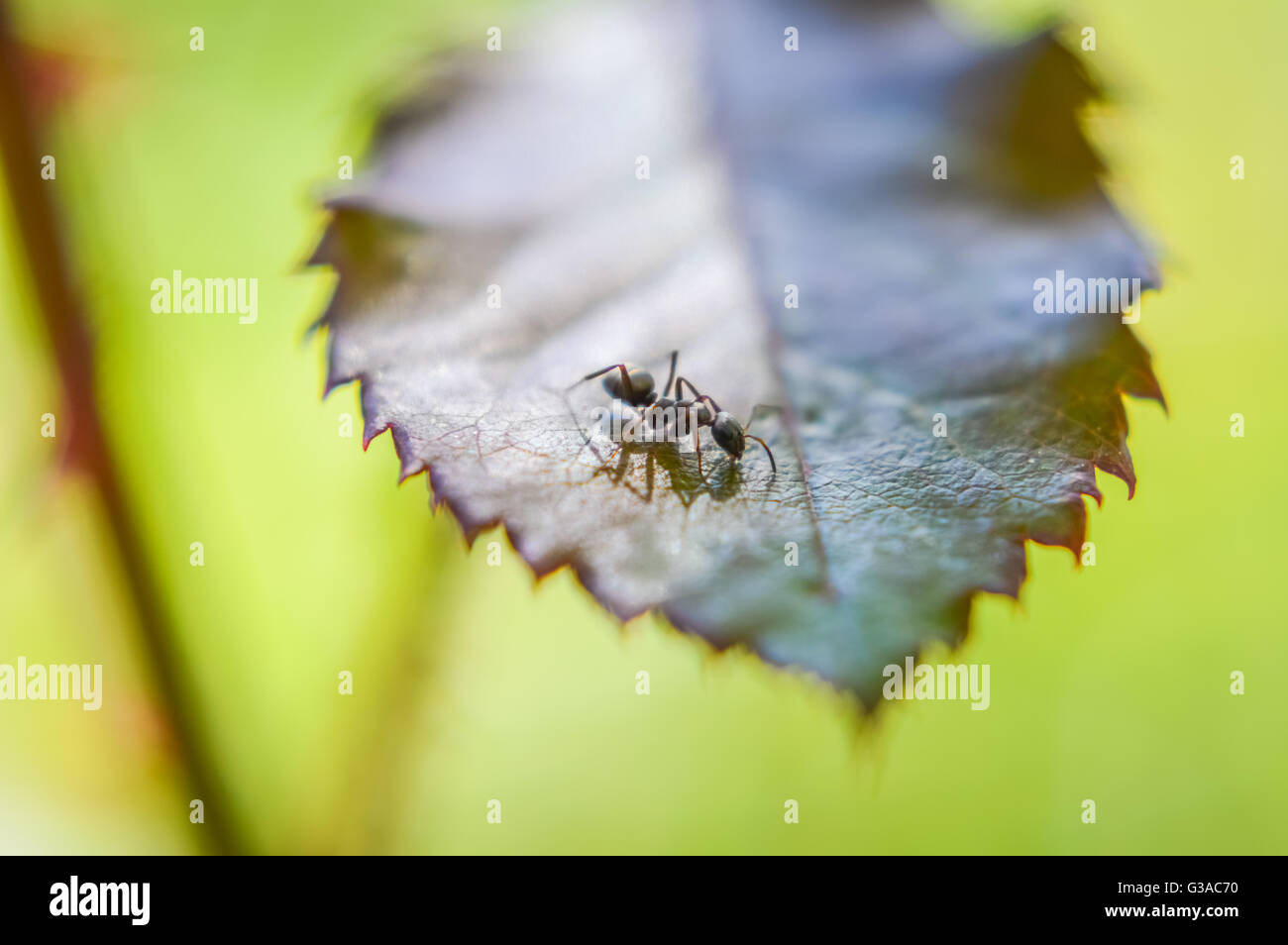 little ant on a rose leaf Stock Photo - Alamy