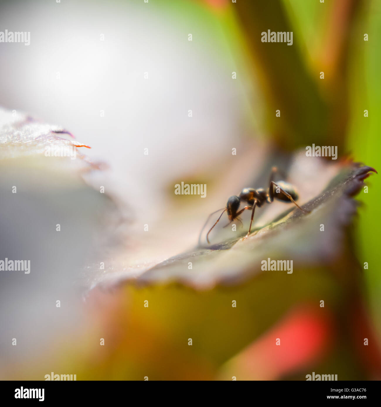 beautiful little ant on a rose leaf Stock Photo - Alamy