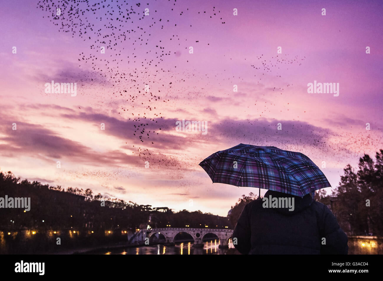 Birds in rome hi-res stock photography and images - Alamy