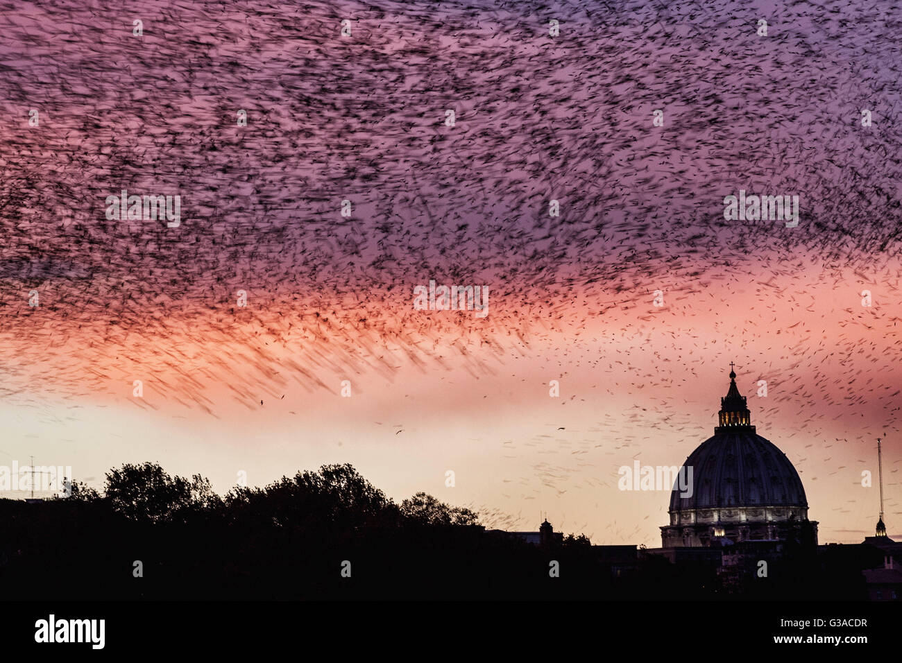 Italy, Lazio, Rome, flock of birds in the sky Stock Photo - Alamy