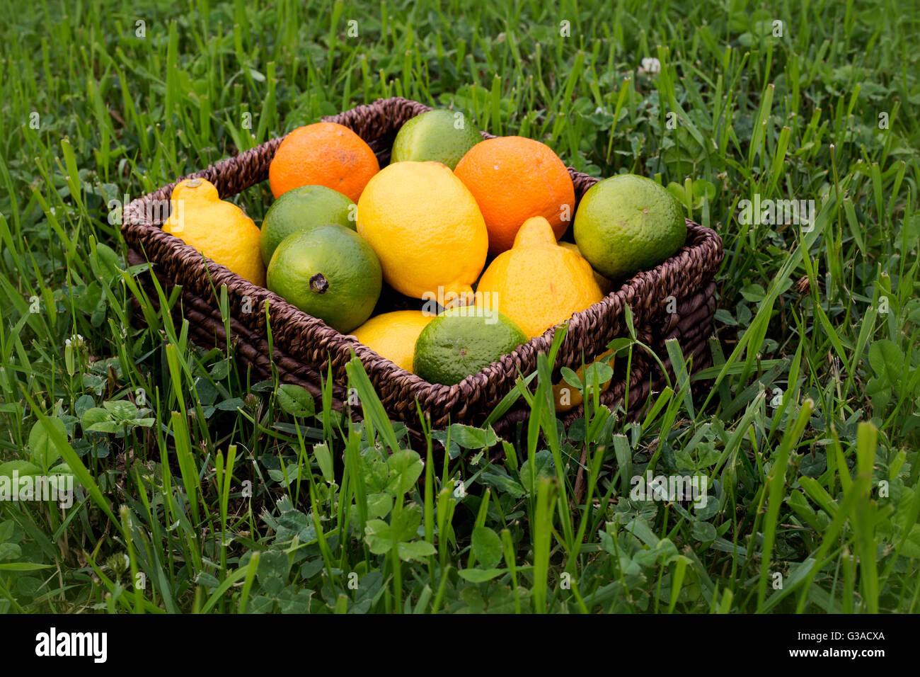 Red grapefruit basket hi-res stock photography and images - Alamy