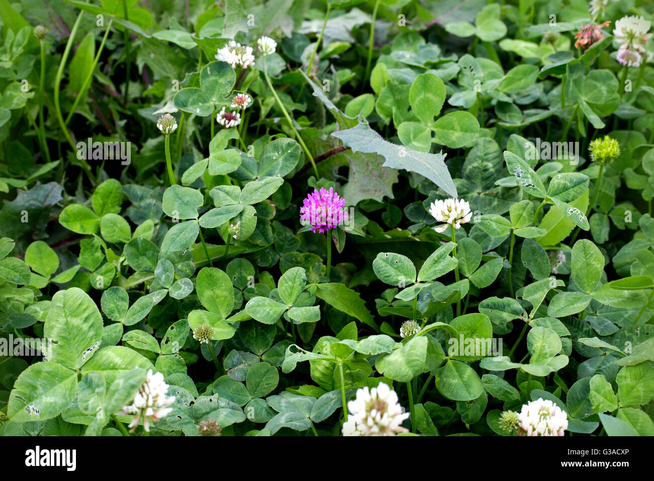Creeping clover hi-res stock photography and images - Alamy