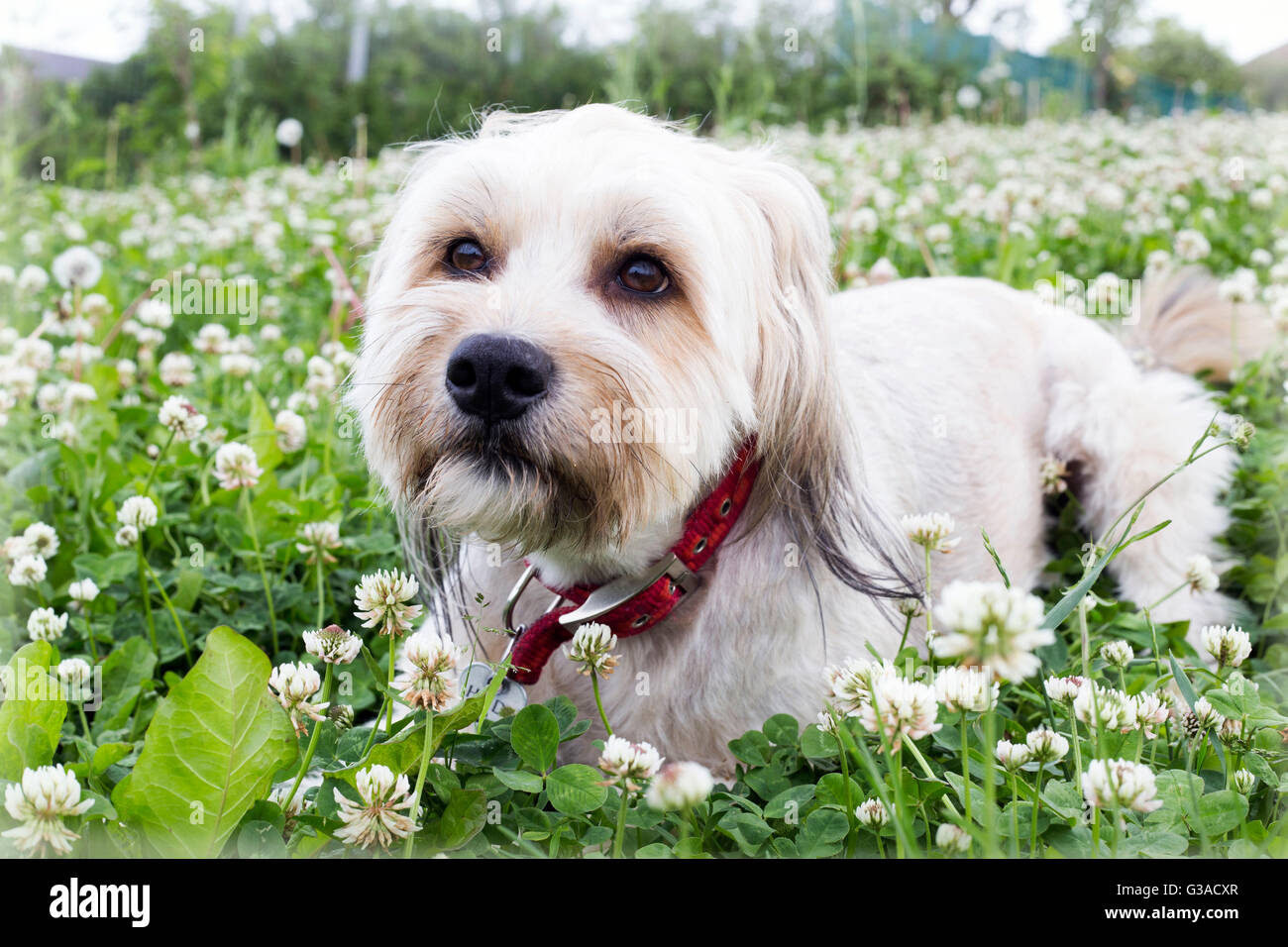 Cute anima hi-res stock photography and images - Alamy
