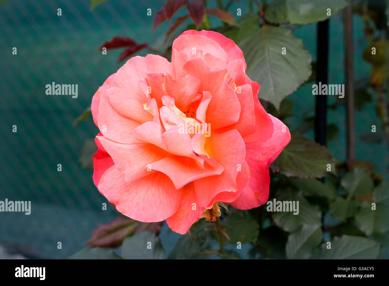 Coral bush leaf hi-res stock photography and images - Alamy