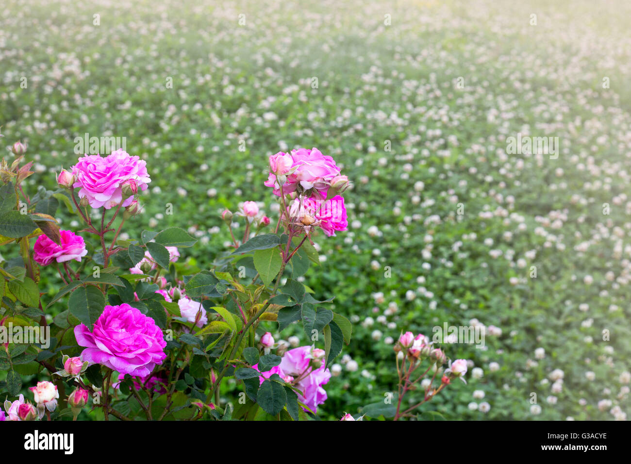 white clover with pink roses Stock Photo - Alamy
