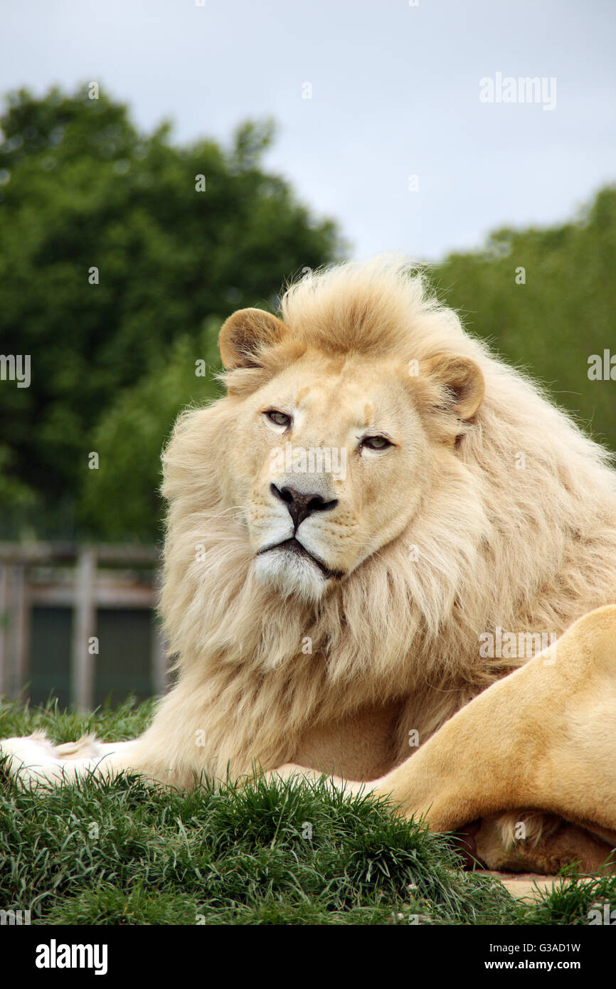 Handsome lion hi-res stock photography and images - Alamy