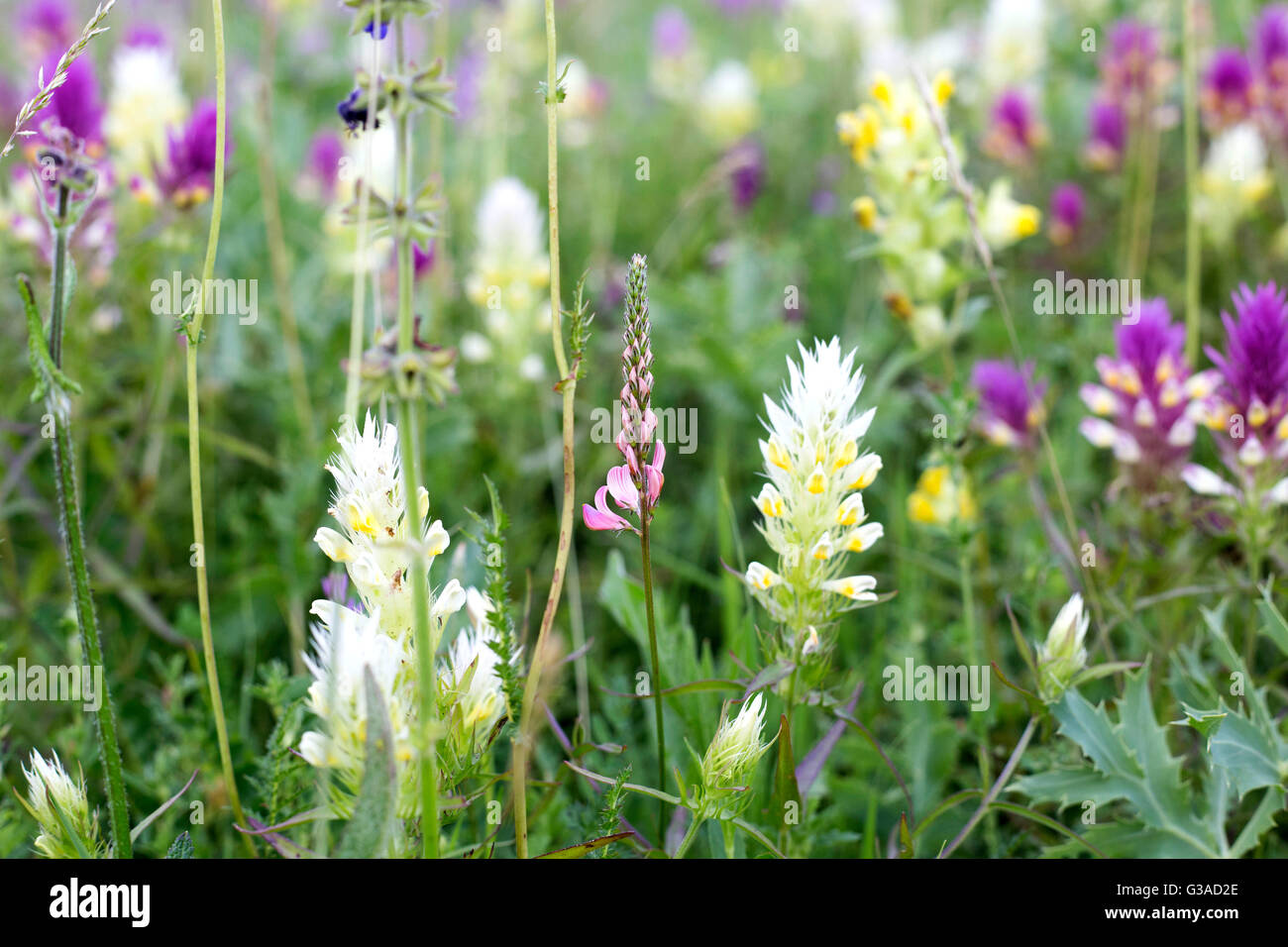 Grow meadow hi-res stock photography and images - Alamy