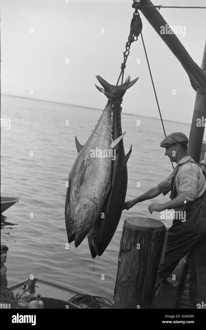 Two tuna (horse-mackerel) caught in a trap, being brought as Stock ...