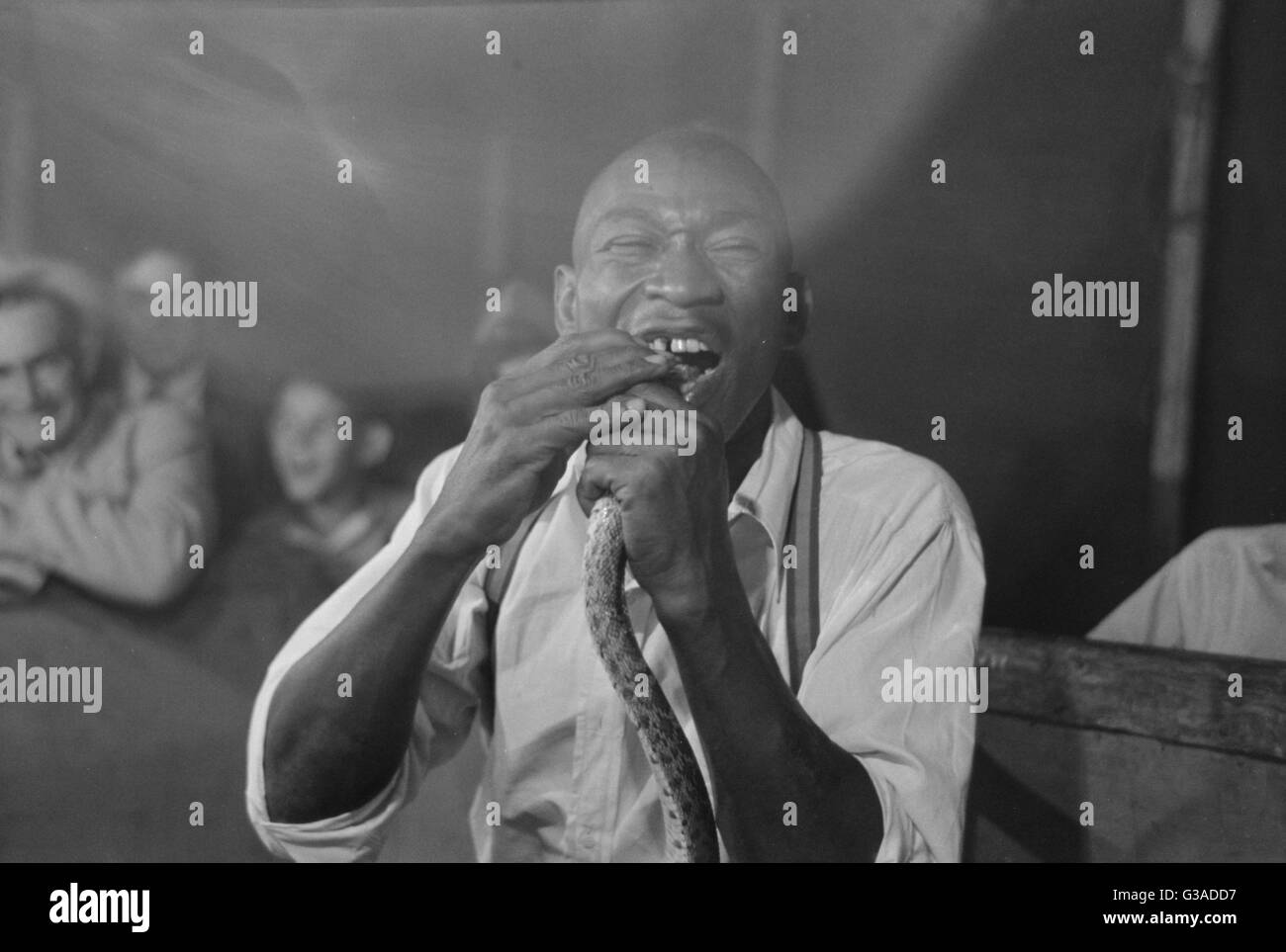 Man biting snake at sideshow, state fair, Donaldsonville, Lo Stock ...