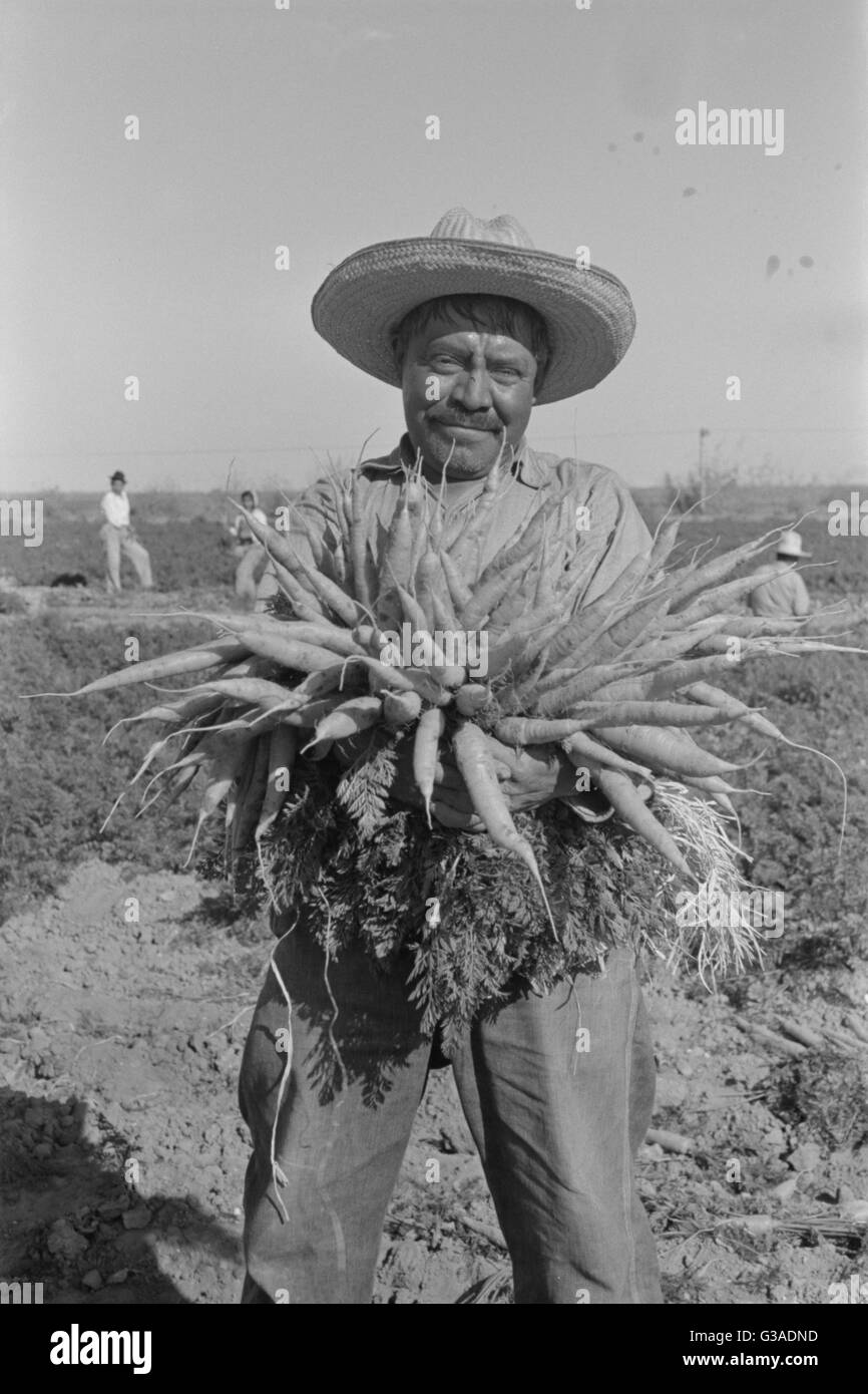 Mexican carrot worker. Edinburg, Texas Stock Photo - Alamy