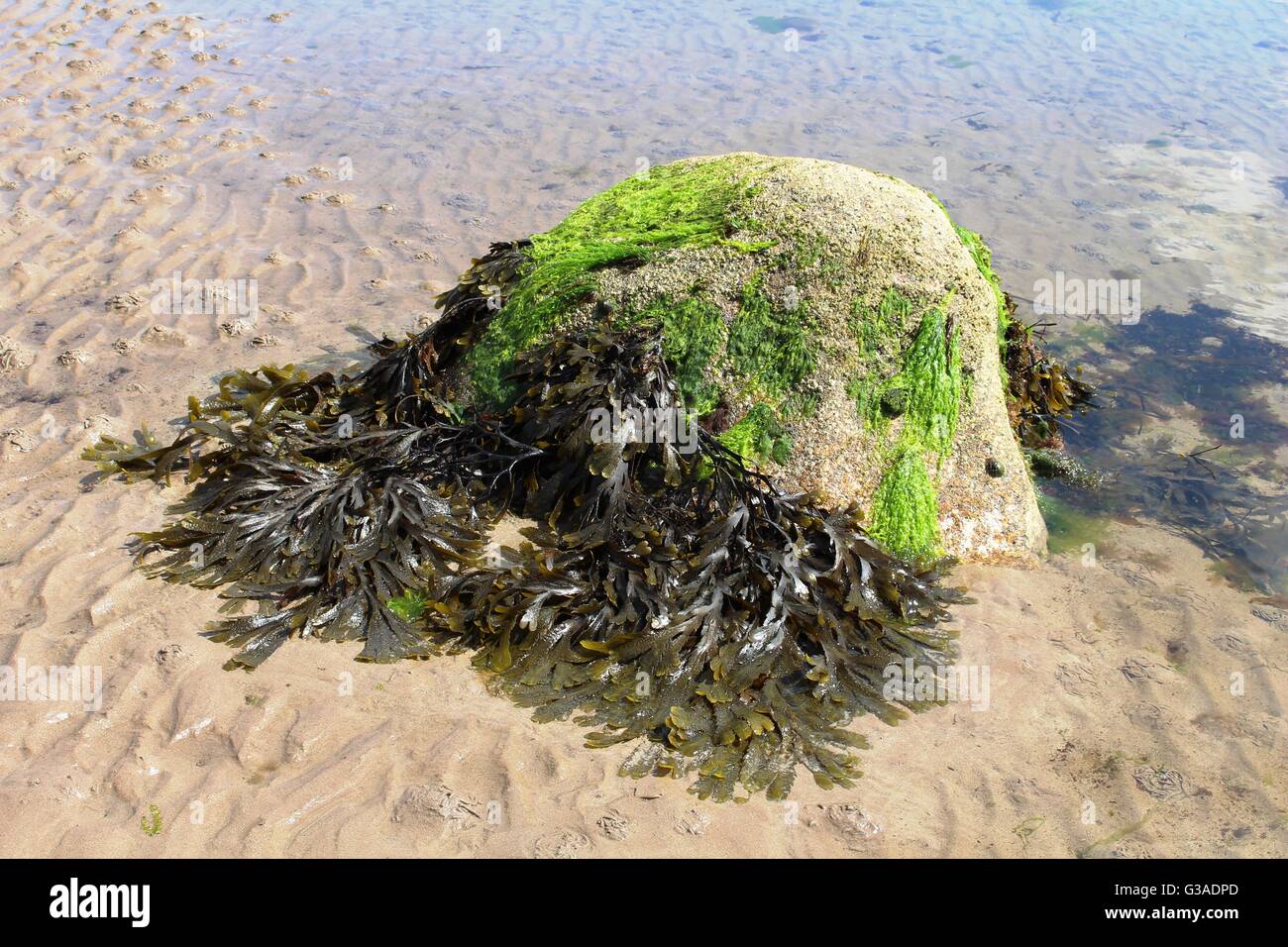Ajgb low tide hi-res stock photography and images - Alamy