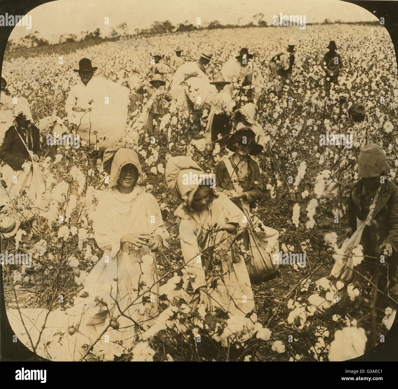 A picture of a cotton field Stock Photo - Alamy