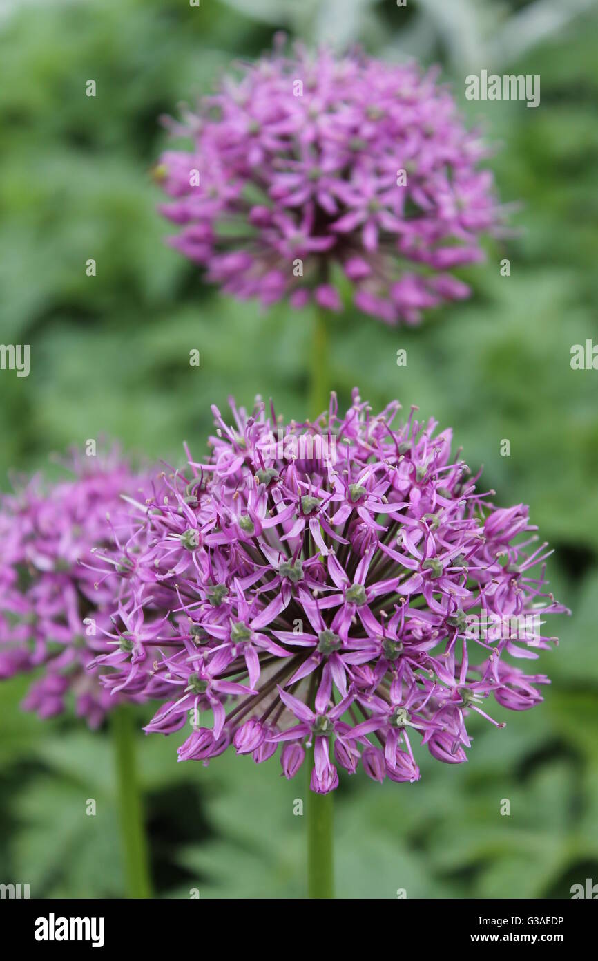 Alium hi-res stock photography and images - Alamy
