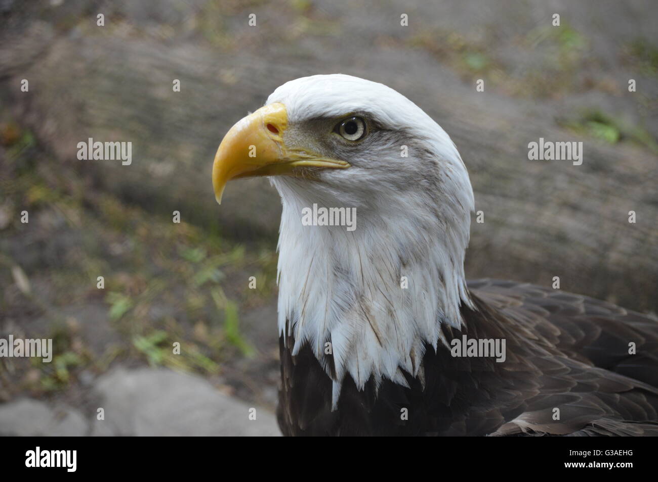 Eagle with white head hi-res stock photography and images - Alamy