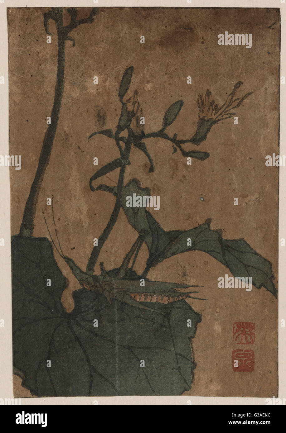 Japanese grasshopper hi-res stock photography and images - Alamy