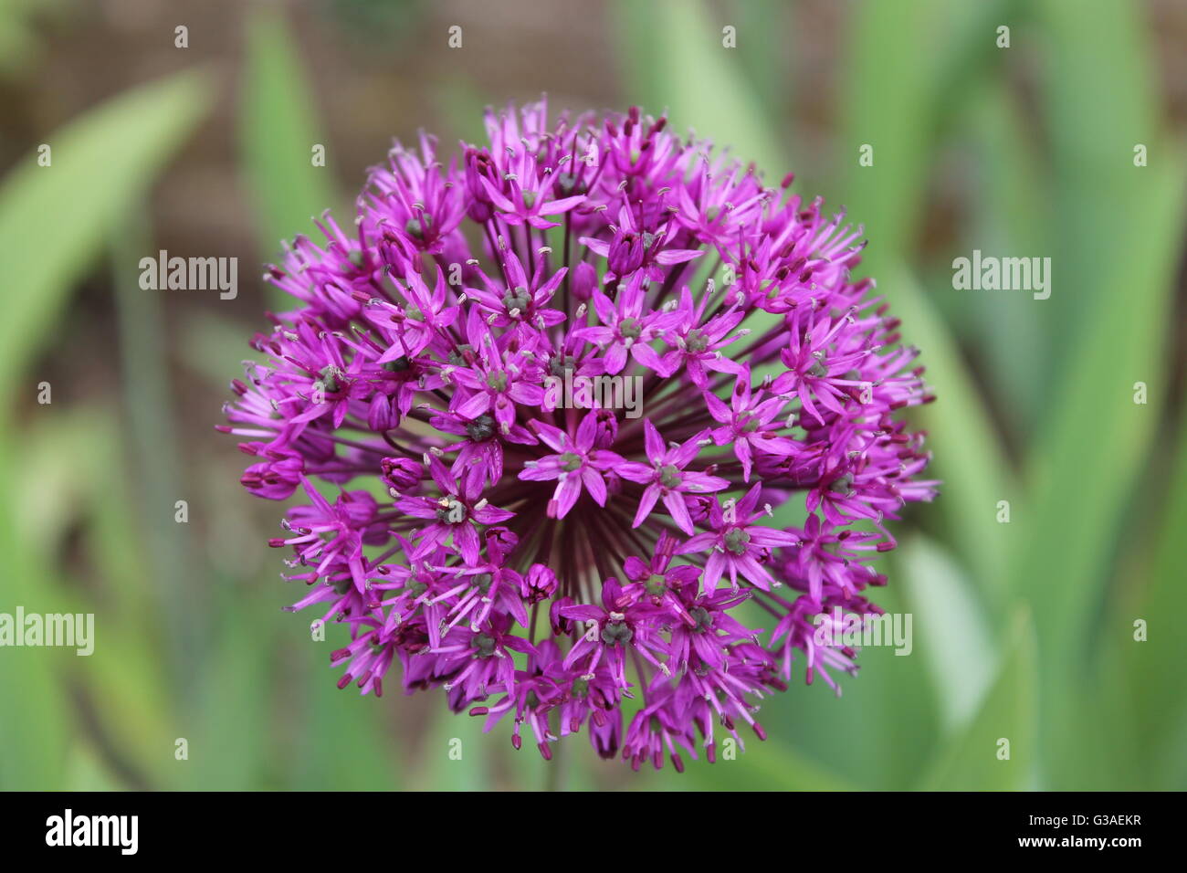 Alium hi-res stock photography and images - Alamy