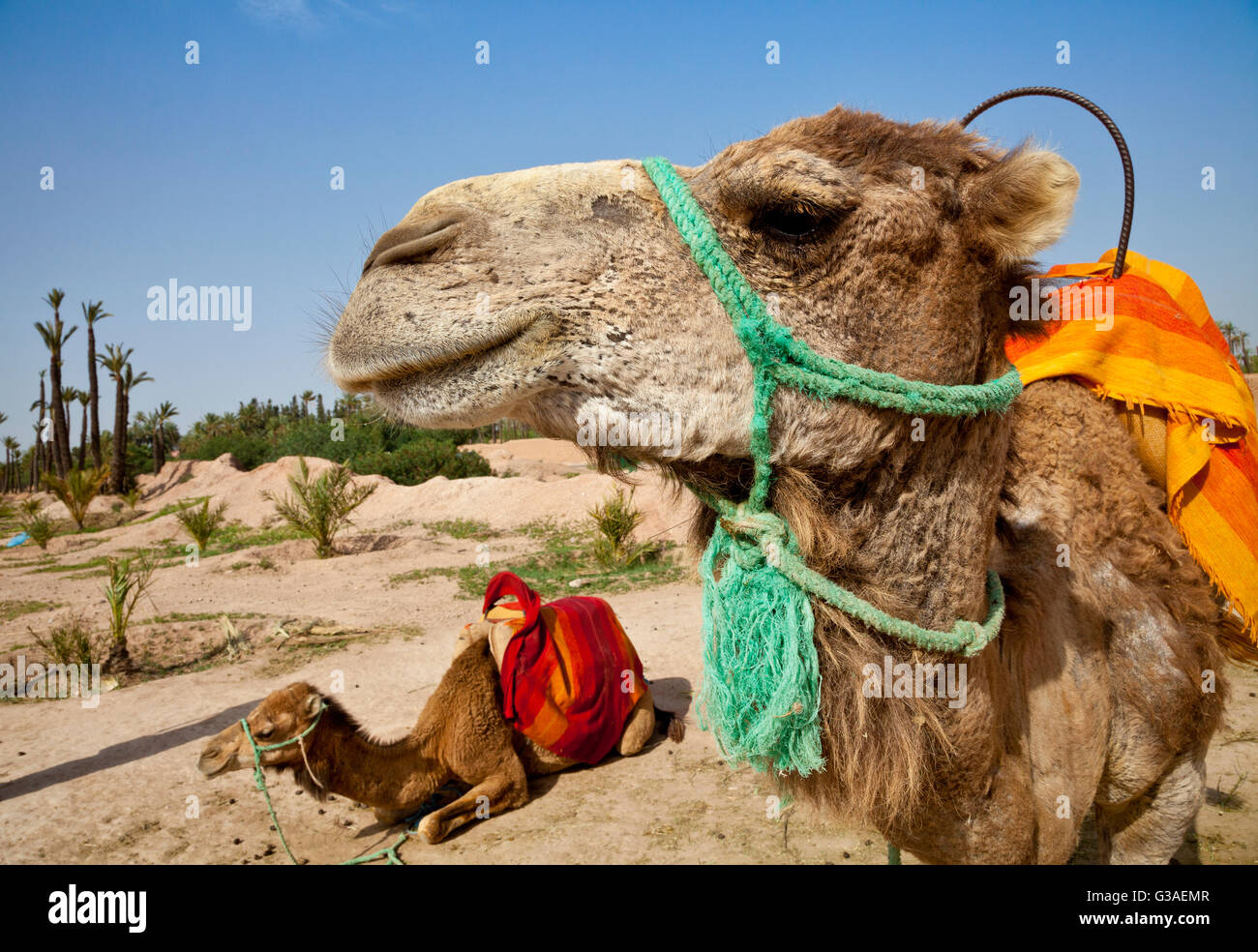 Camel riding morocco hi-res stock photography and images - Alamy