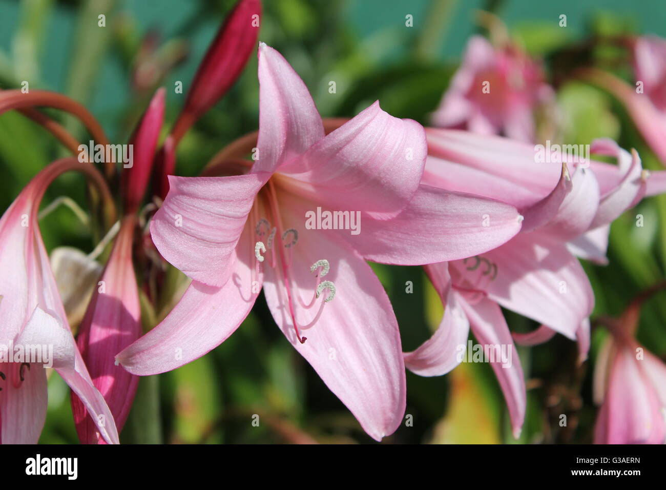 Pink lillies hi-res stock photography and images - Alamy