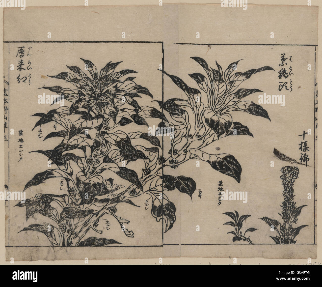 Amarantha hi-res stock photography and images - Alamy