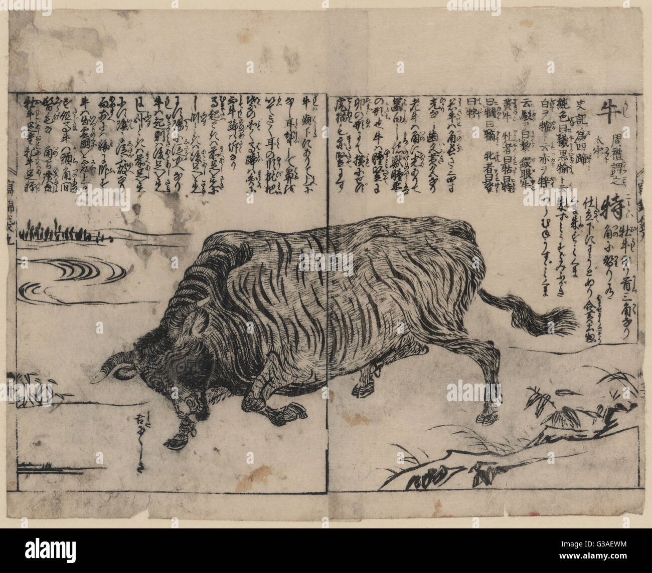 A large bull or ox Stock Photo - Alamy